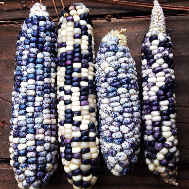 Corn Mother’s Gifts – Native Hearth