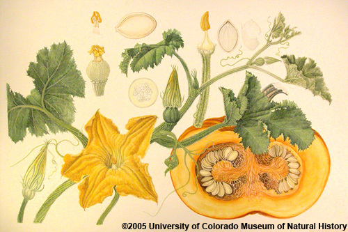 Celebrate Squash! – Native Hearth