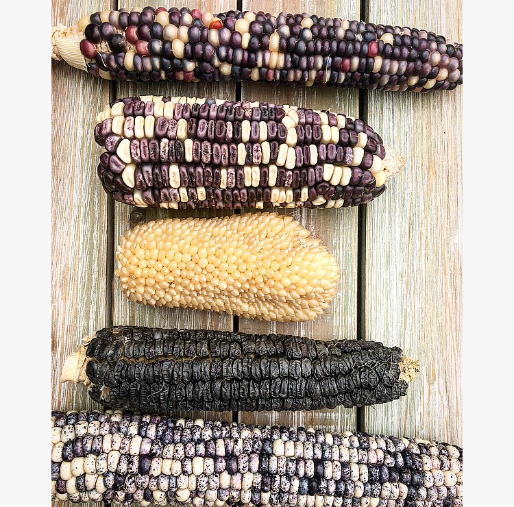 Hominy Making; Step By Step – Native Hearth