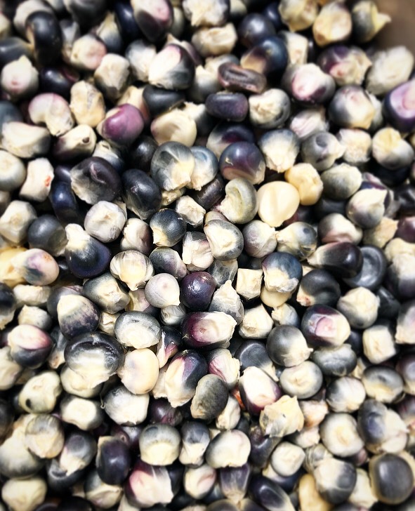 Hominy Making; Step By Step – Native Hearth